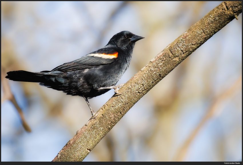 Canon EOS R8 - First Impressions