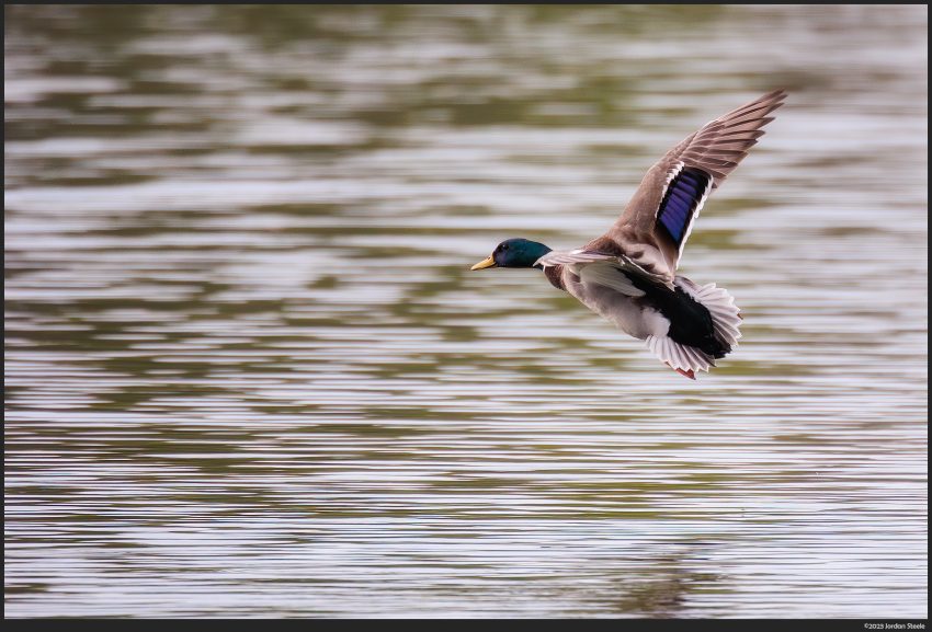 Review: Canon EOS R8 - Page 5 of 5